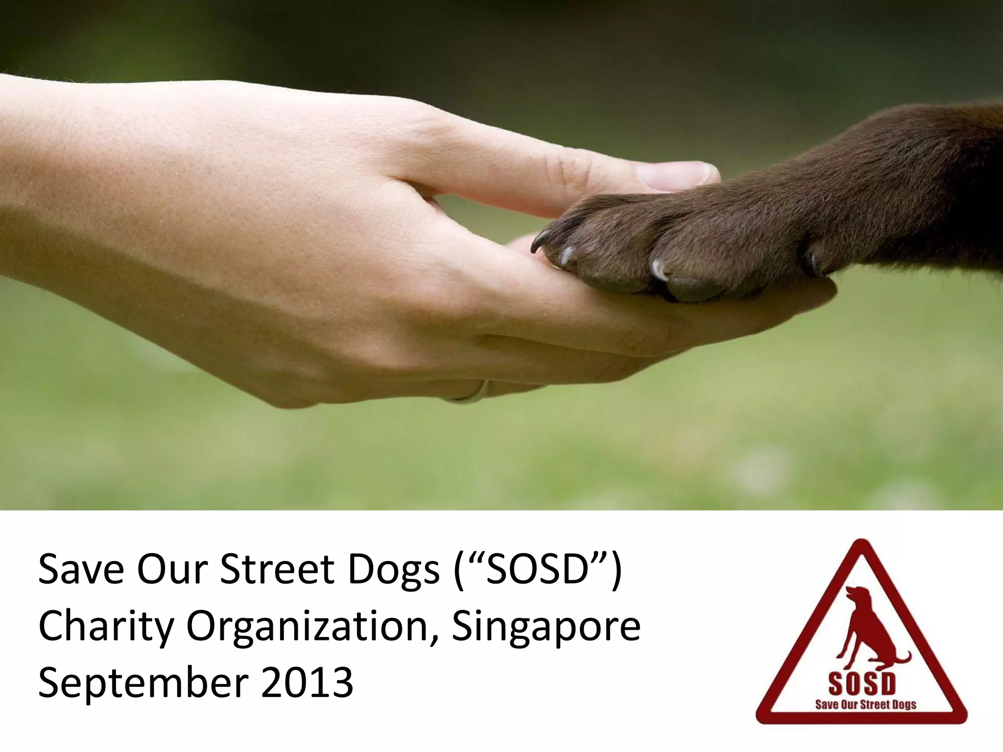 Save Our Street Dog (SOSD) - Singapore Dog Rescue Organization ...