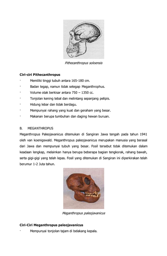 Pithecanthropus | PDF