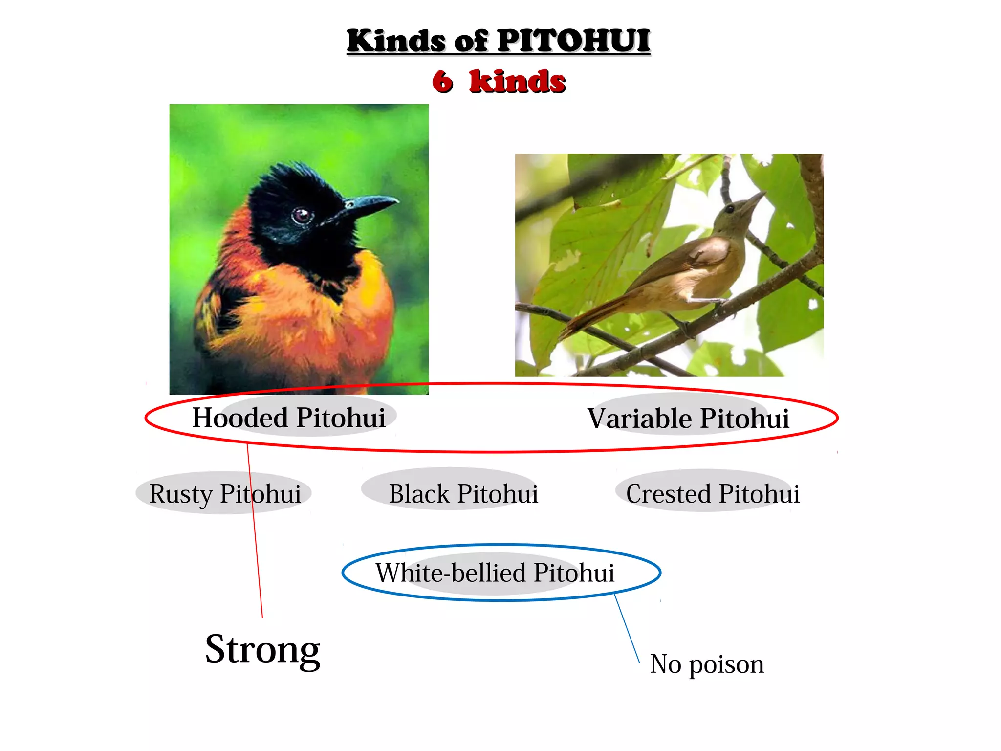Pitohui | PPT