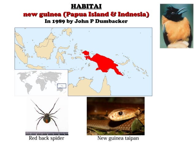 Pitohui | PPT | Birds | Pets