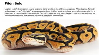 Piton bola | PDF