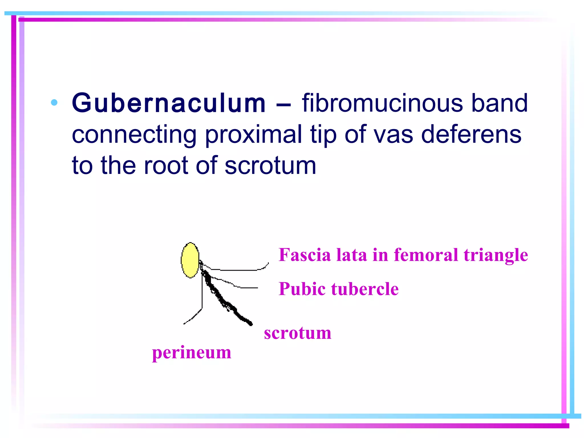 undescended testis | PPT