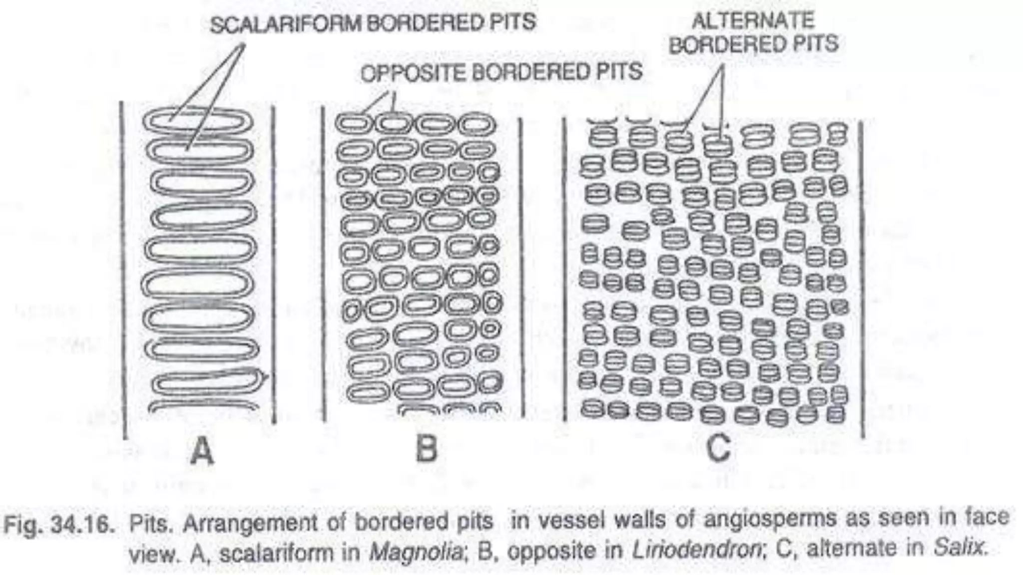 Pits and its types by Sohail | PPTX