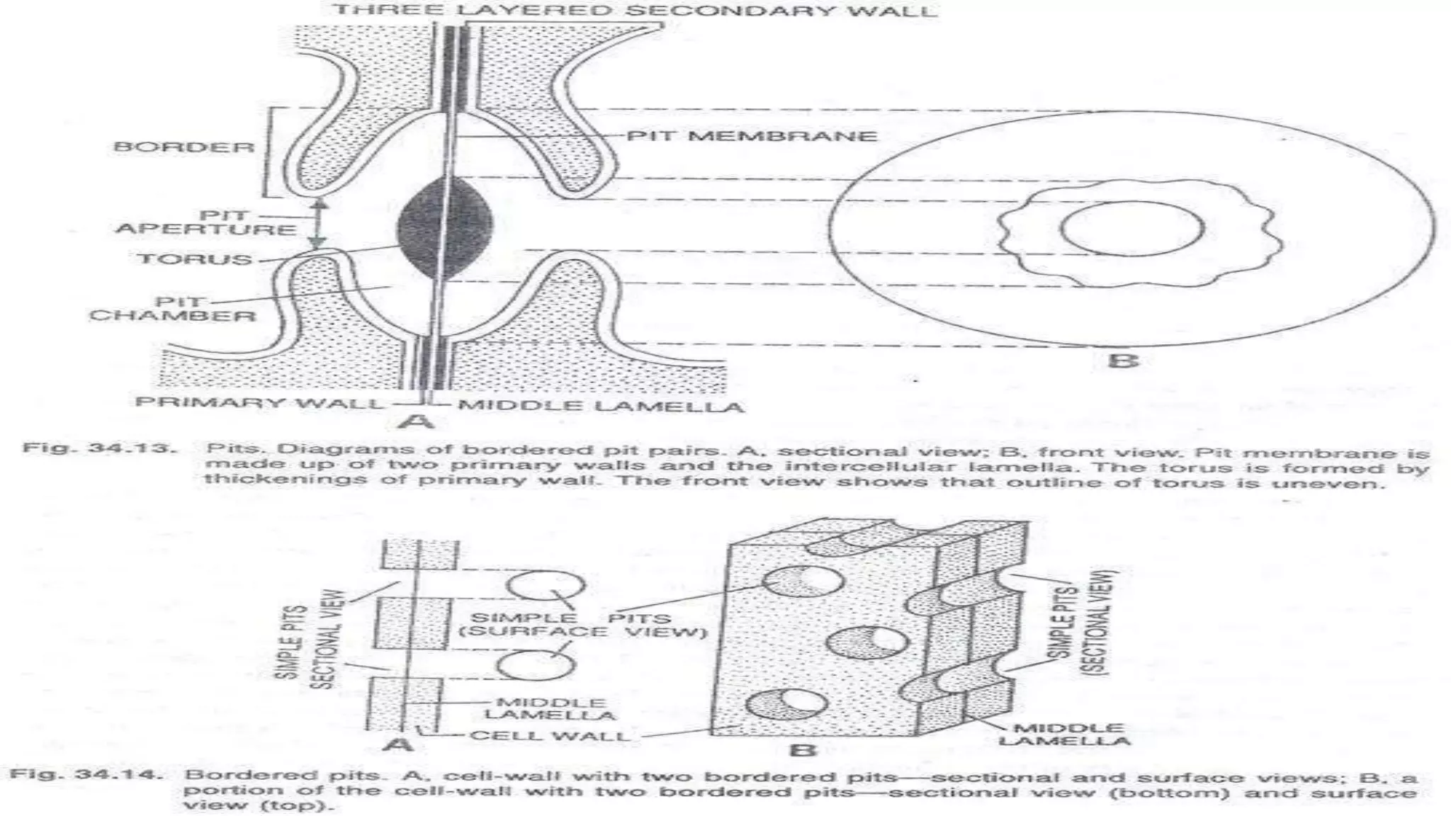 Pits and its types by Sohail | PPTX