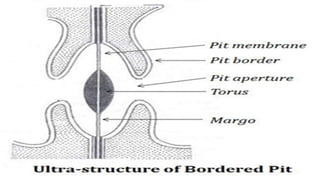 Pits and its types by Sohail | PPTX