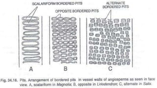 Pits and its types by Sohail | PPTX