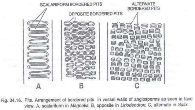 Pits and its types by Sohail | PPTX | Gardening | Home & Garden