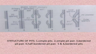 Pits and its types by Sohail | PPTX