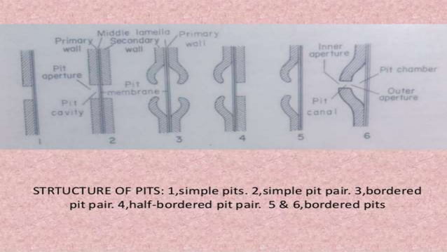Pits and its types by Sohail | PPTX | Gardening | Home & Garden