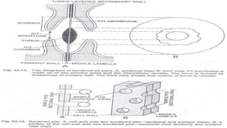 Pits and its types by Sohail | PPTX