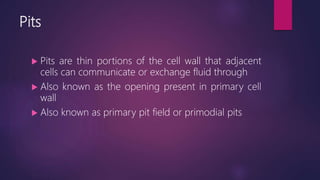 Pit presentation by sohail | PPT