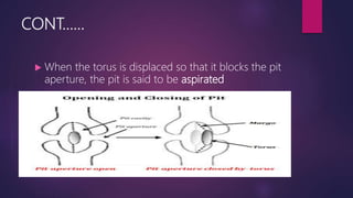 Pit presentation by sohail | PPT