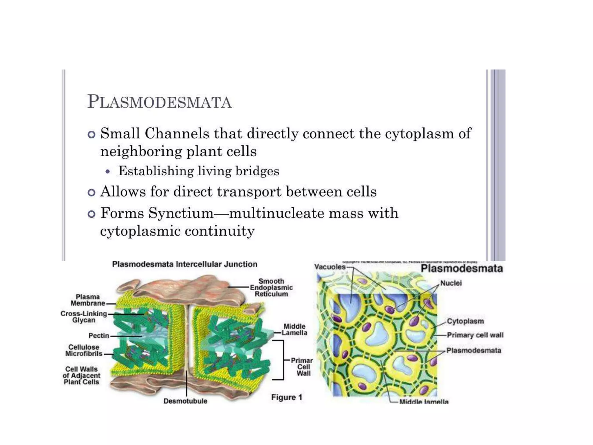 PITS AND PLASMODESMATA.pptx