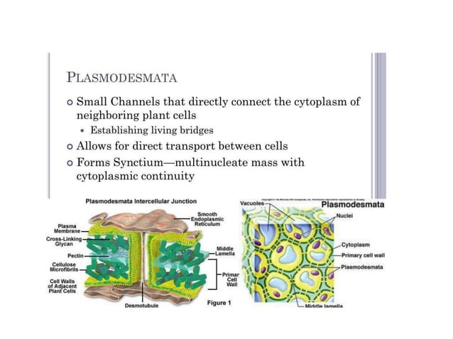 PITS AND PLASMODESMATA.pptx