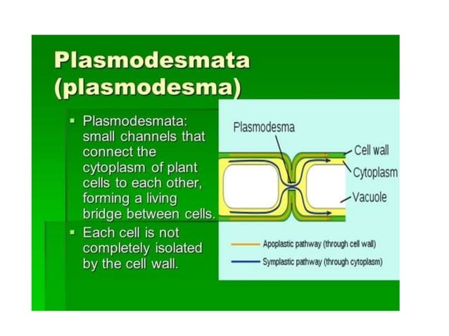 PITS AND PLASMODESMATA.pptx