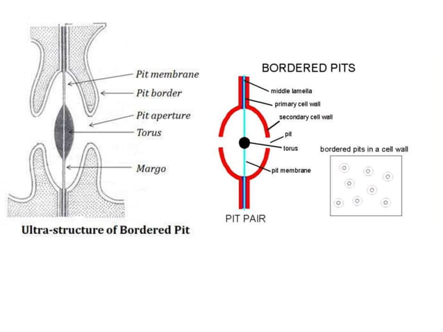 PITS AND PLASMODESMATA.pptx