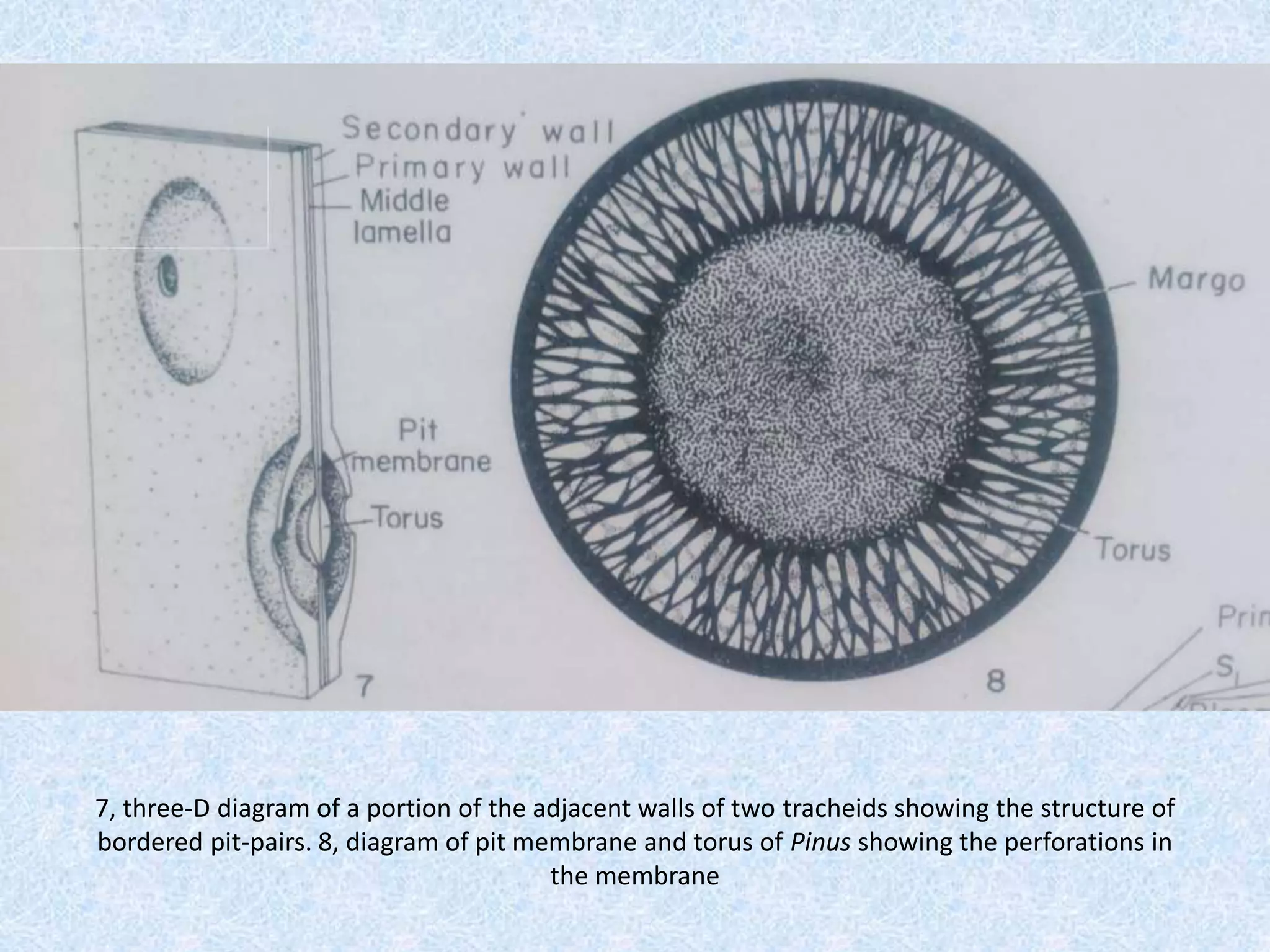 Pits & plasmodesmata | PPTX
