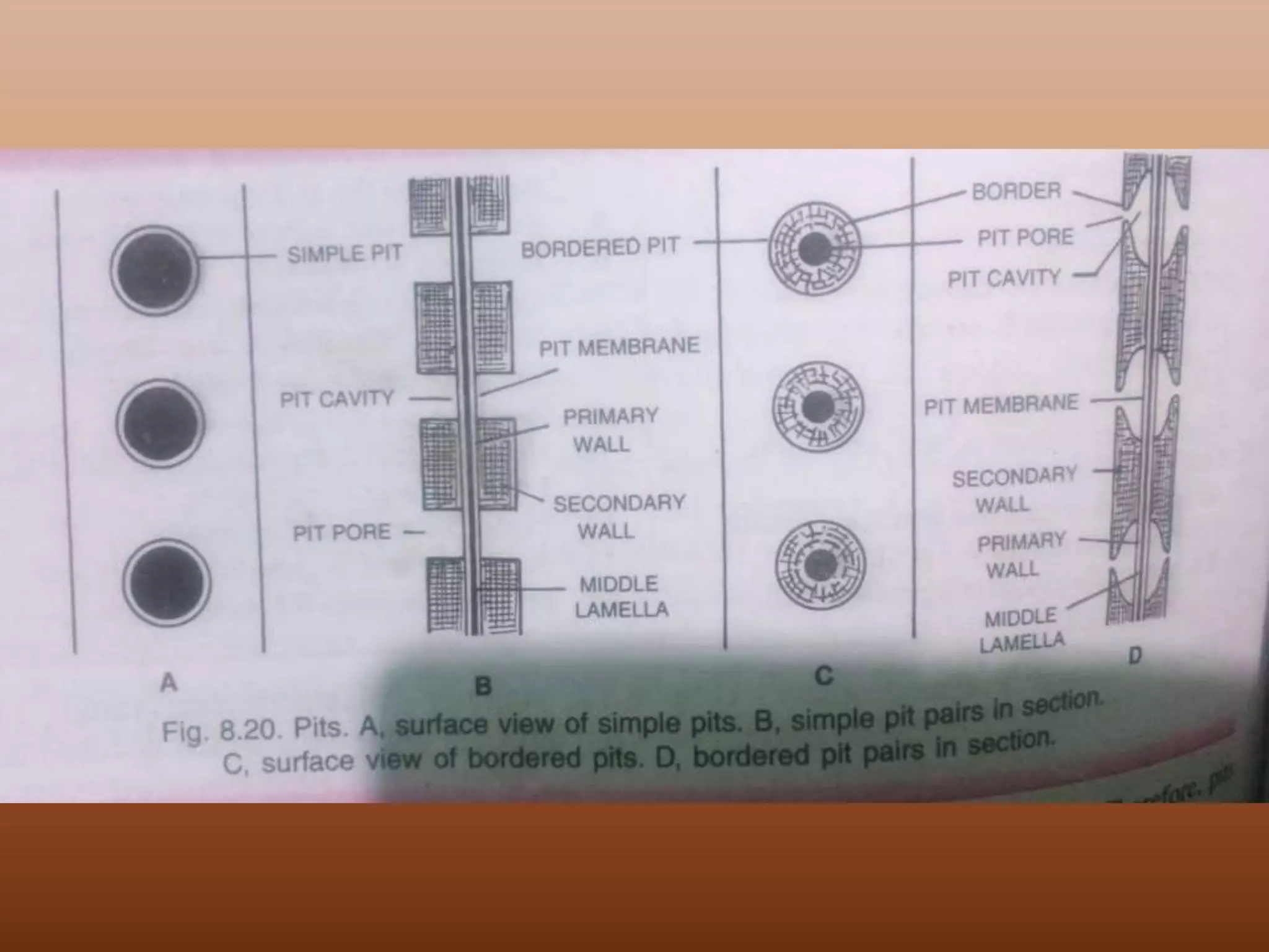Pits & plasmodesmata | PPTX