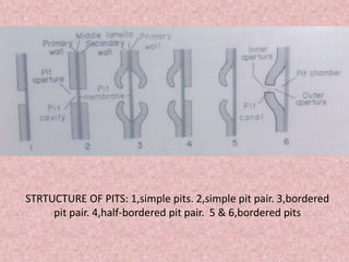 Pits & plasmodesmata | PPTX