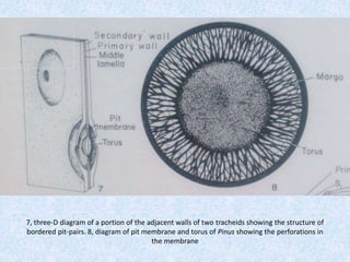 Pits & plasmodesmata | PPTX