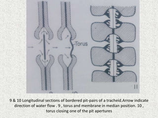 Pits & plasmodesmata | PPTX