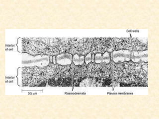 Pits & plasmodesmata | PPTX