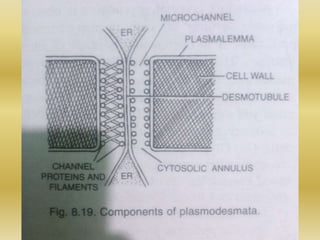 Pits & plasmodesmata | PPT