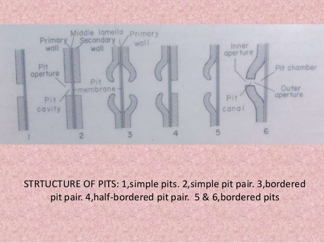 Pits & plasmodesmata