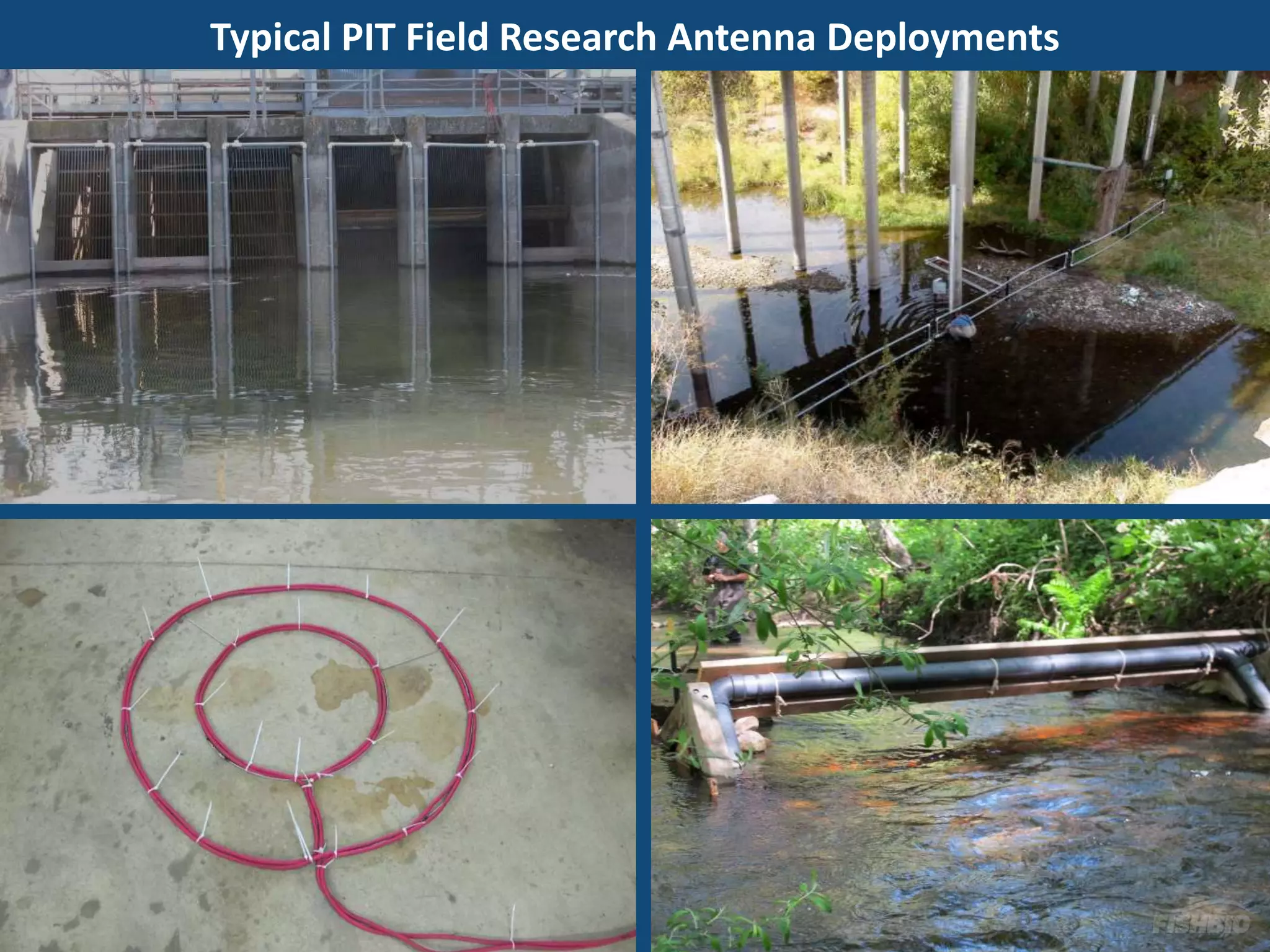 Use of large half-duplex PIT tag antennas to evaluate entrainment | PPTX
