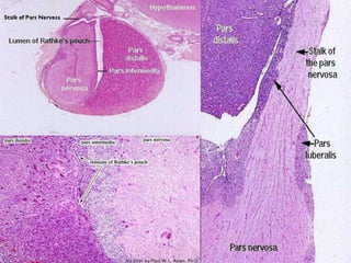 Pituitary Gland Slide Anterior And Posterior