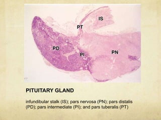 Infundibular Stalk Histology
