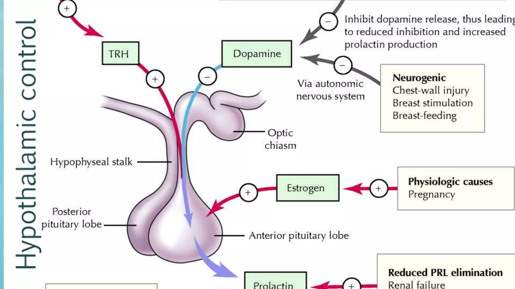 Pituitary | PPT