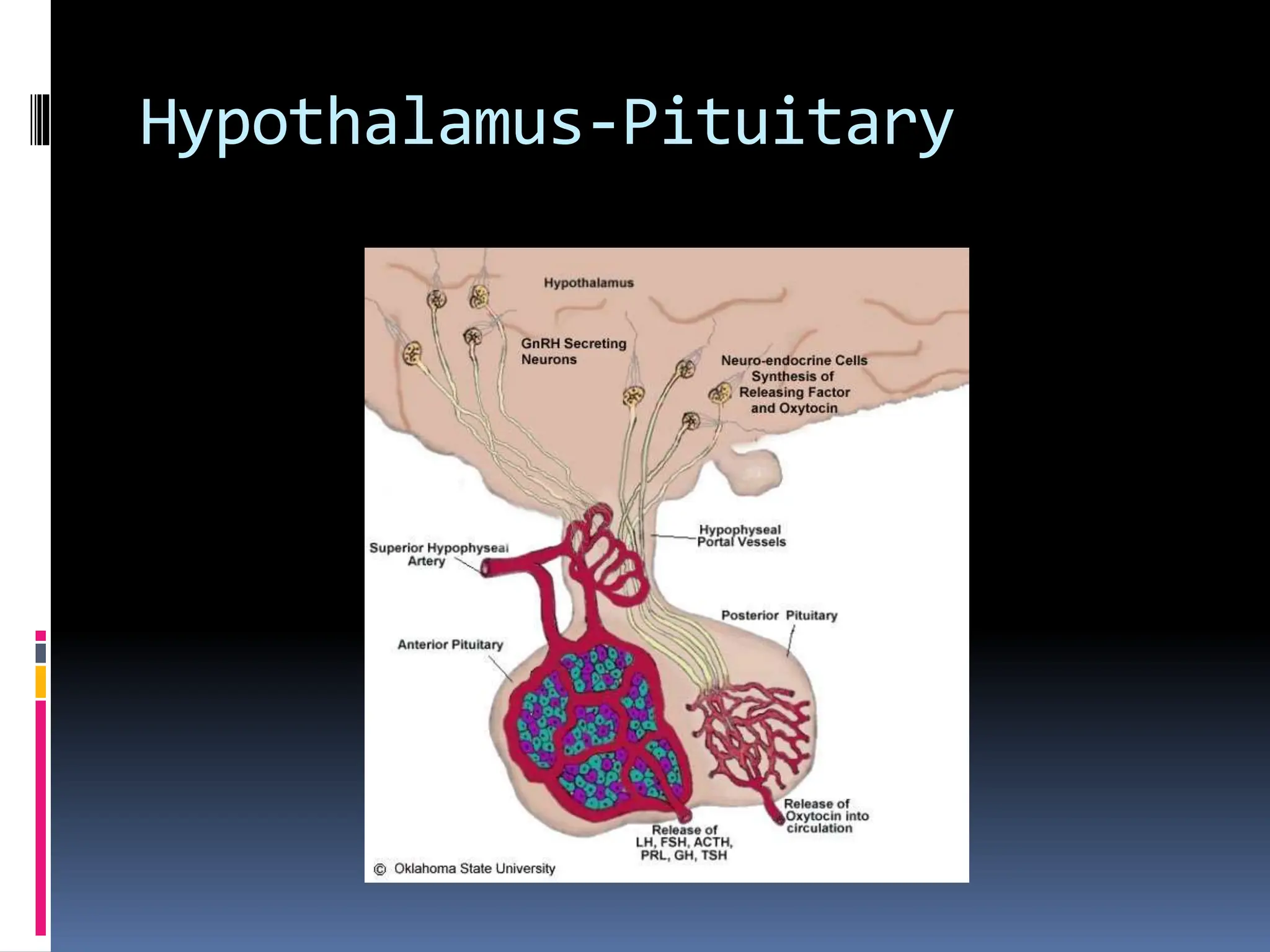 PITUITARY gland anatomy and physiology with clinical presentations of disturbances.pptx