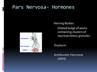PITUITARY gland anatomy and physiology with clinical presentations of ...
