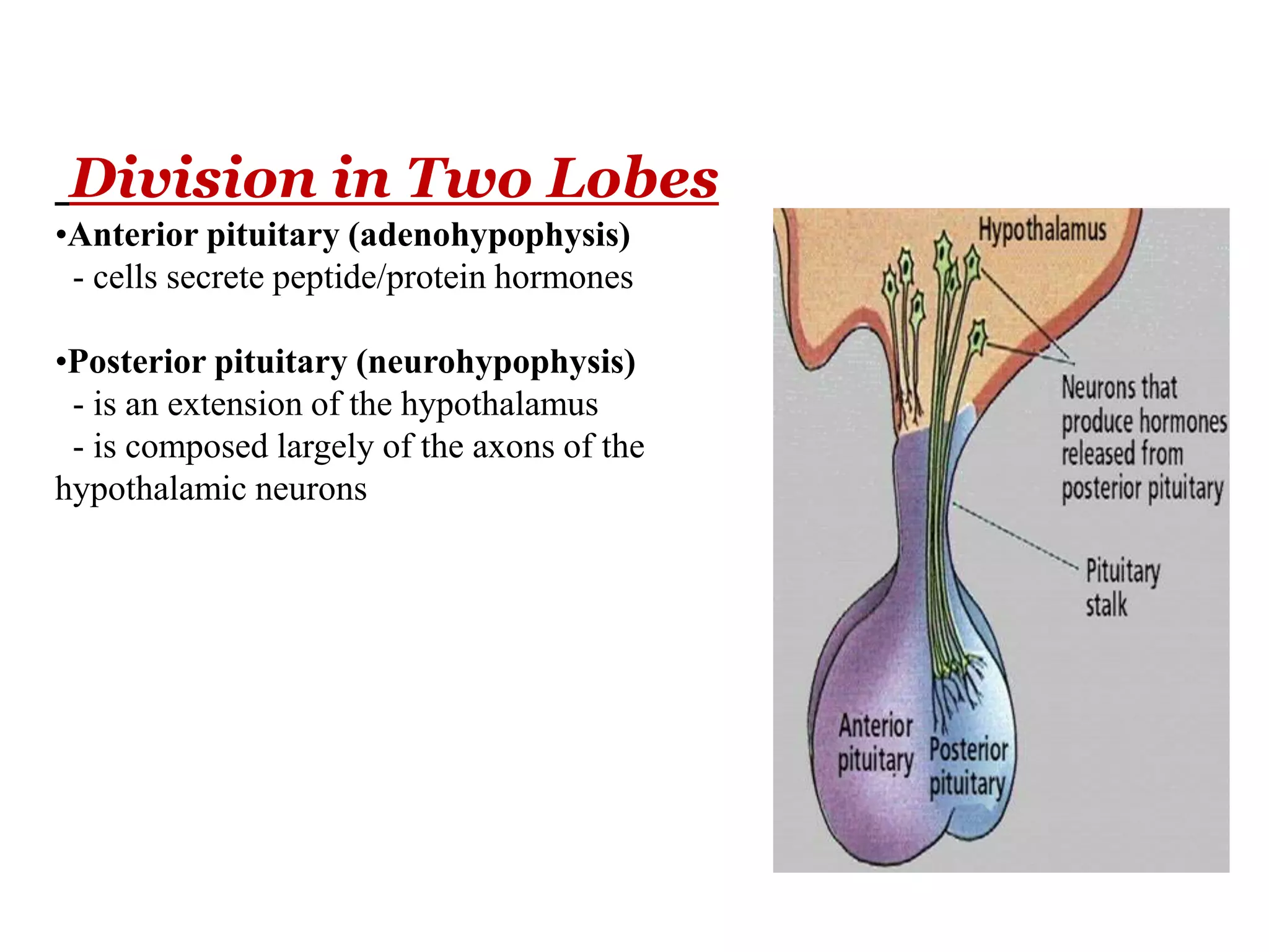 Pituitary gland | PPTX