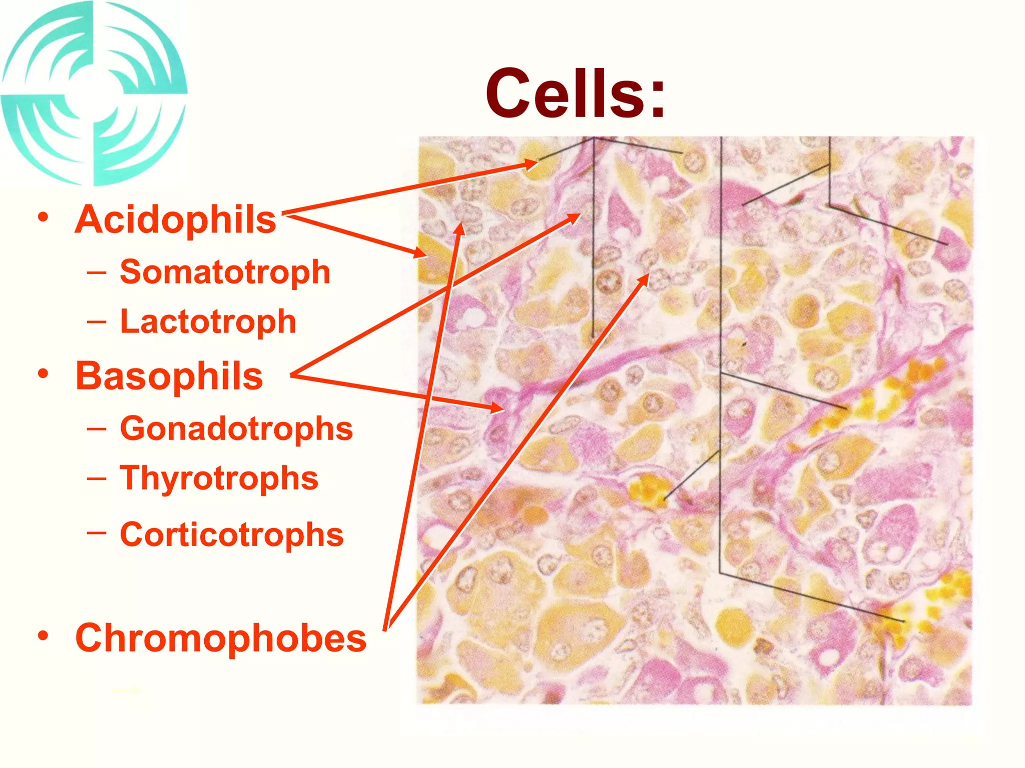 Pituitary Physiology Dr.Ahmed | PPT