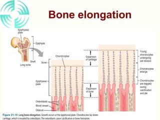 Pituitary Physiology Dr.Ahmed | PPT