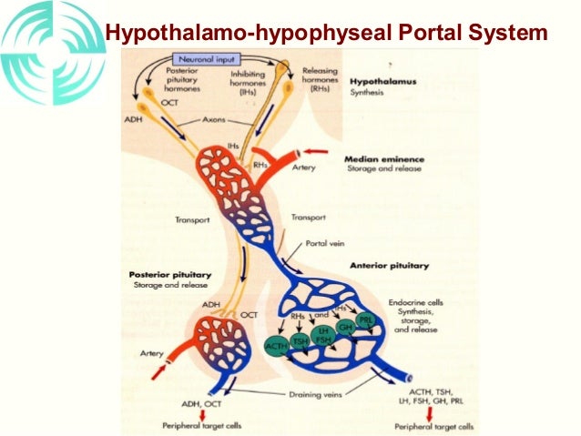 Pituitary Physiology Dr.Ahmed