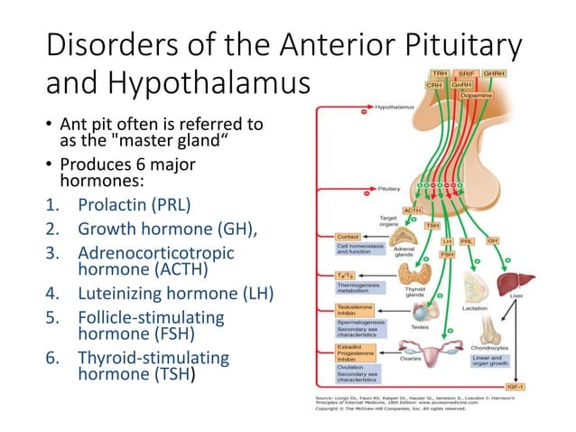 Pituitary and hypothalamus | PPTX | Thyroid Disorders | Endocrine and Metabolic Diseases