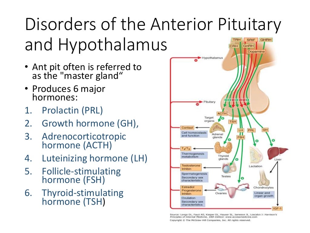 Pituitary and hypothalamus