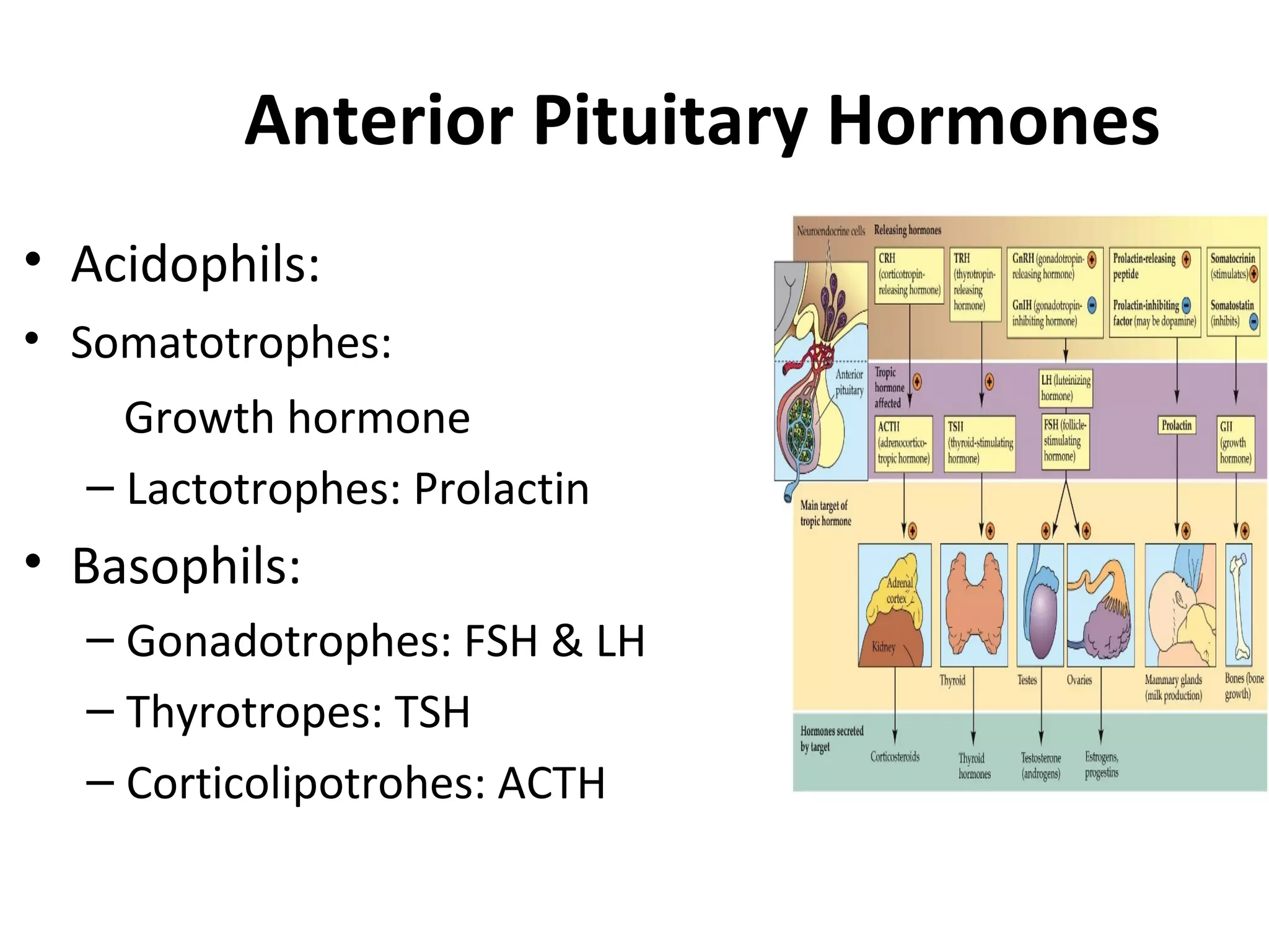 Pituitary and hypothalamus | PPT