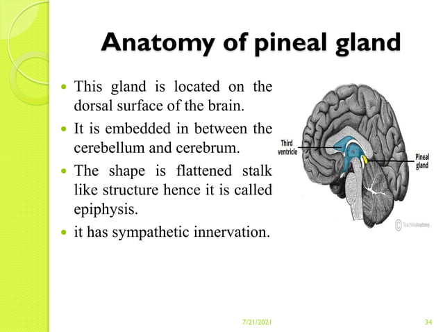 Pituitary and pineal gland | PPT