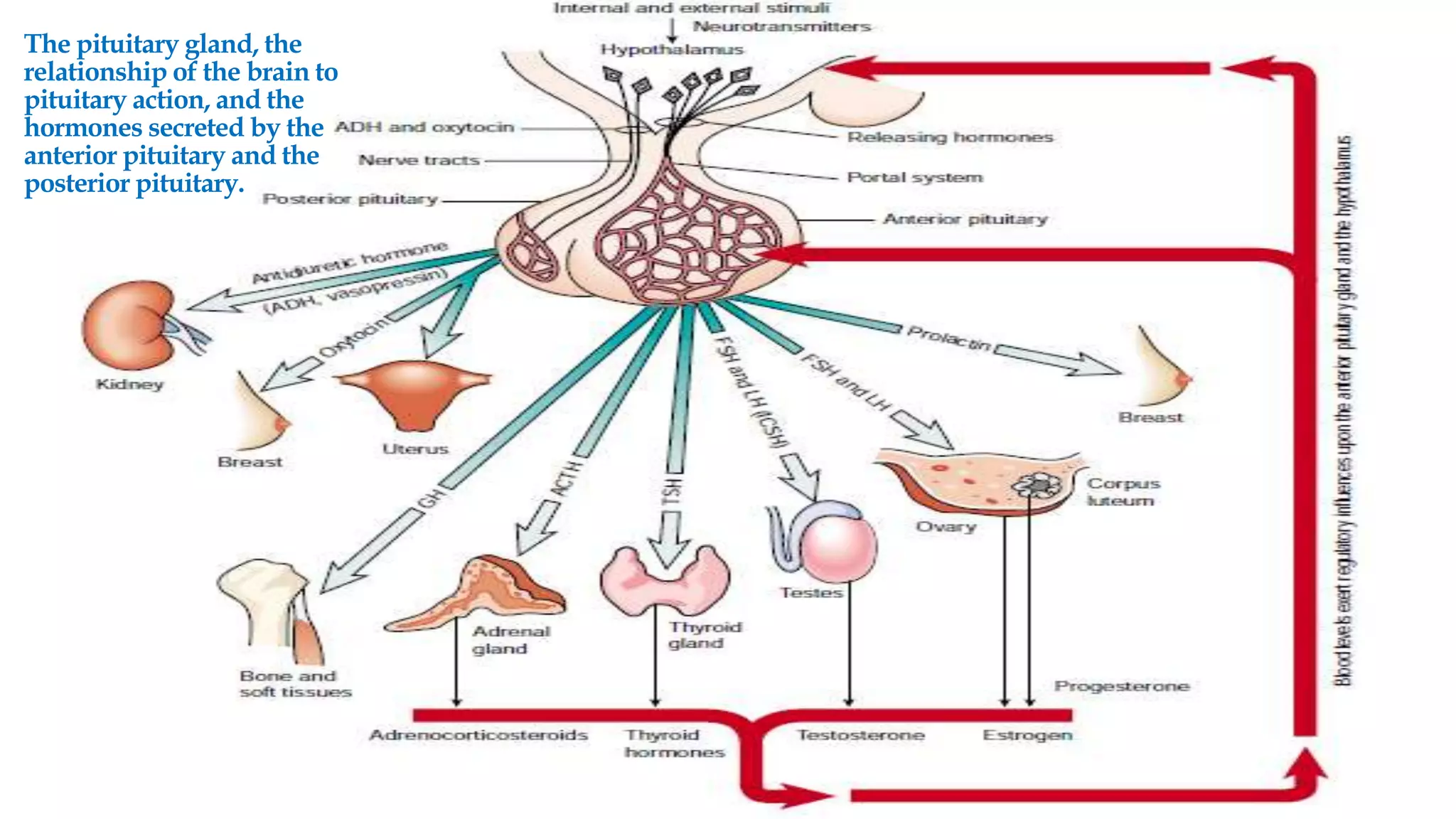 Pituitary Disorders.pptx