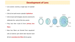 Pituitary & eye | PPT