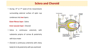 Pituitary & eye | PPTX