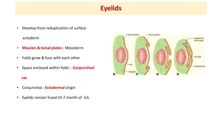 Pituitary & eye | PPT