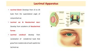 Pituitary & eye | PPTX