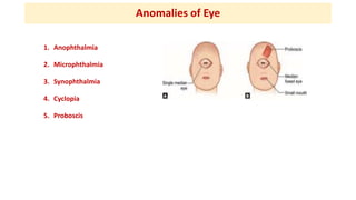 Pituitary & eye | PPT