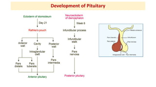 Pituitary & eye | PPTX
