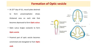 Pituitary & eye | PPT